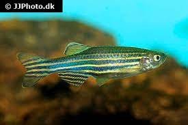 Danio rerio / Zebrafisk 20,- 10/148.- - Andre fisk. - Malawi-amager.dk